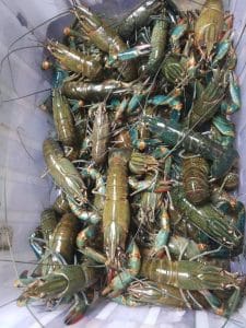 Budidaya Lobster Air Tawar Terlengkap Dari Awal Sampai Panen